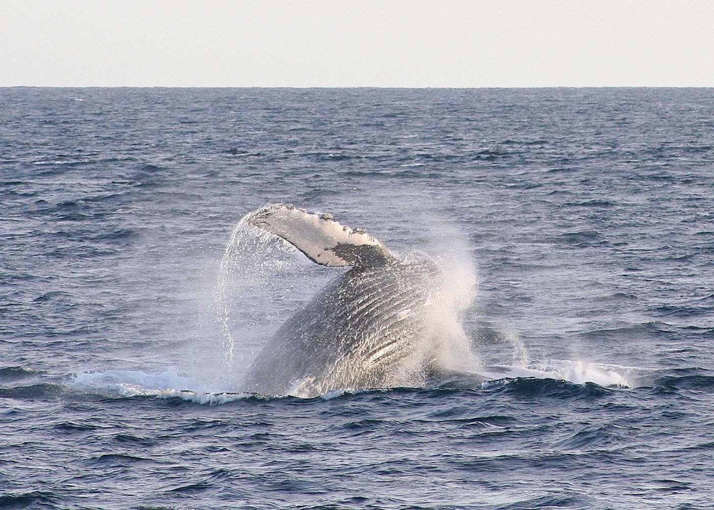 Humpback whale watching tour, Mexico | Audley Travel UK