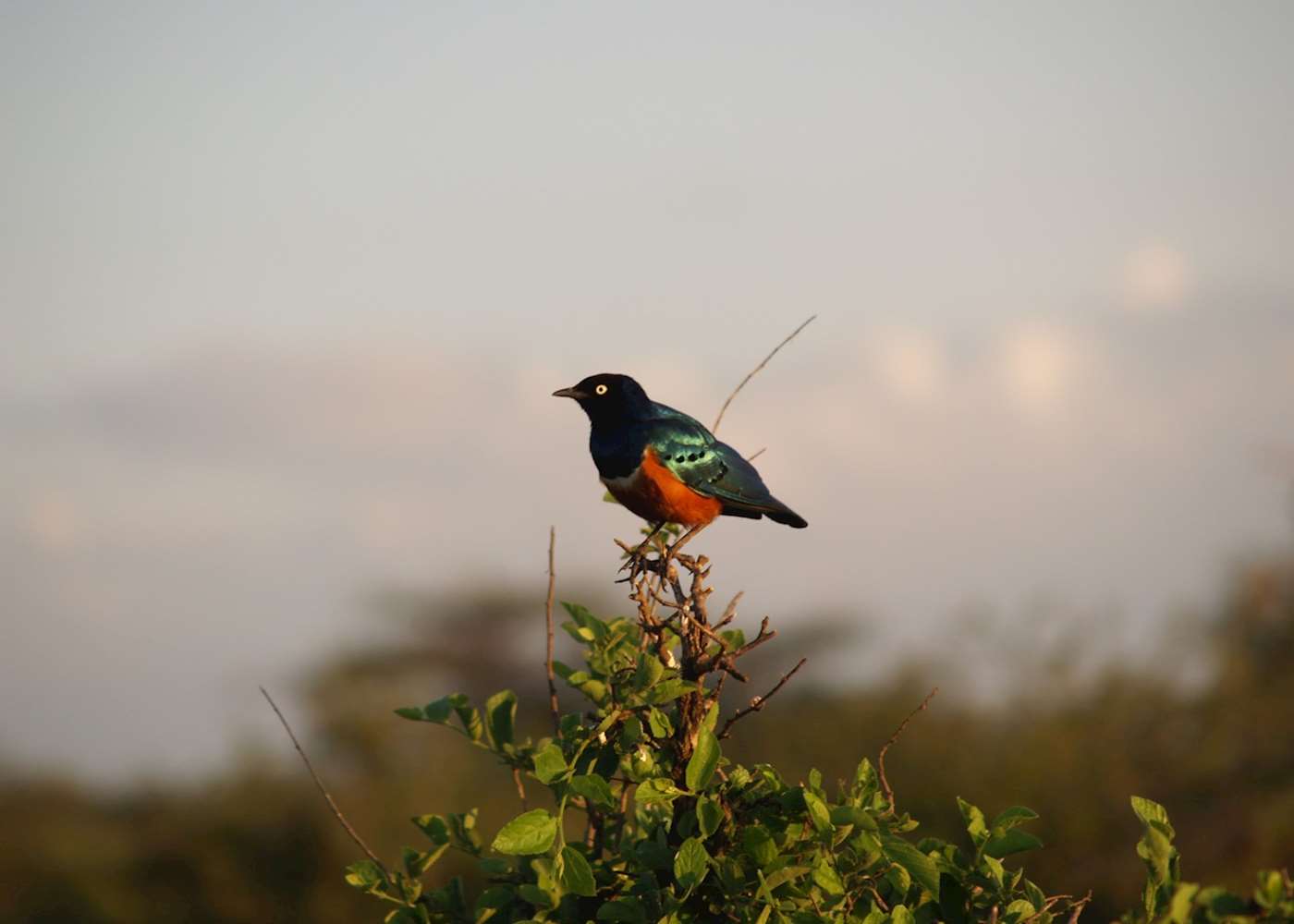Loisaba Wilderness Conservancy, Kenya | Audley Travel UK