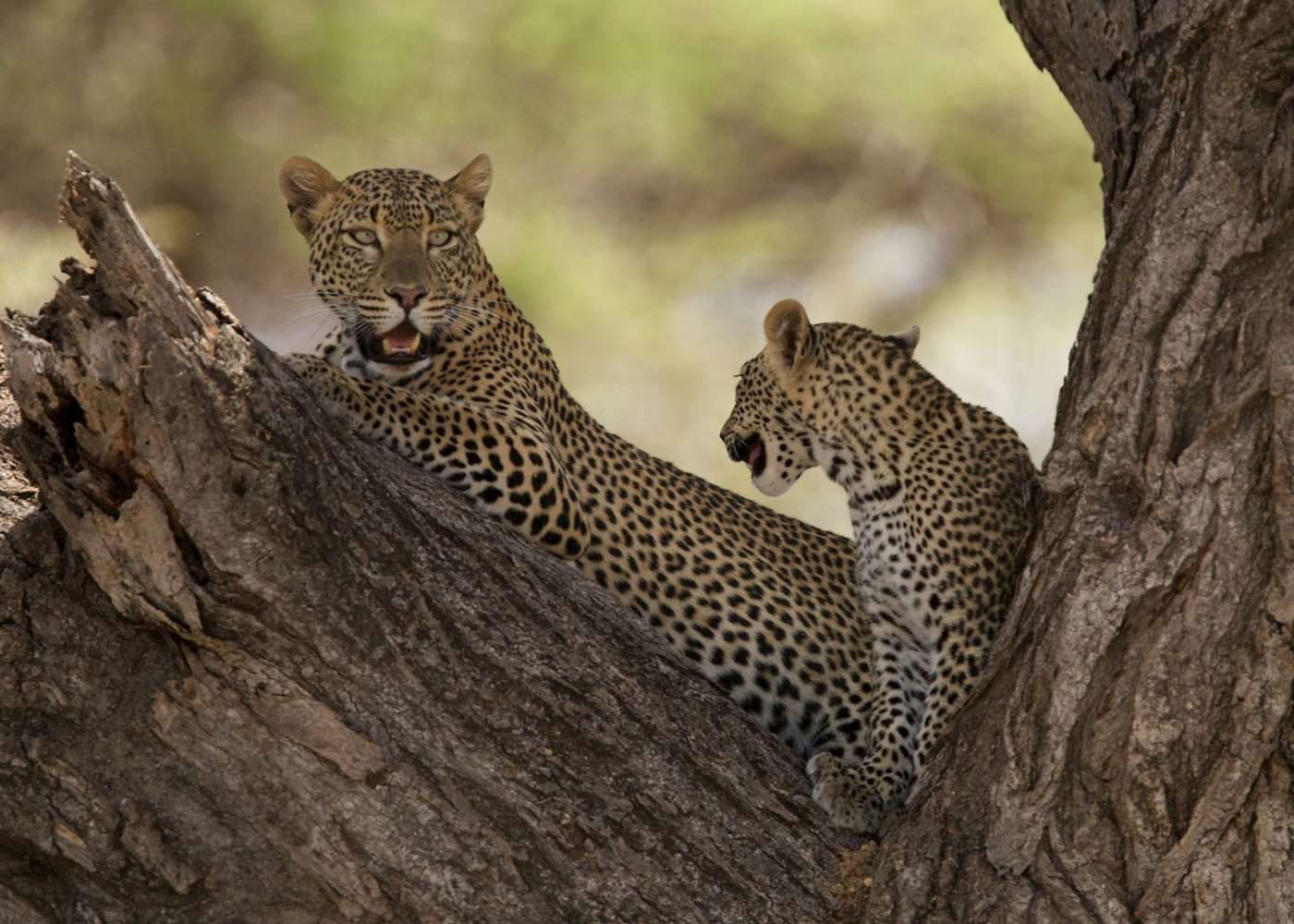 Visit Shaba National Reserve, Kenya | Tailor-made Trips | Audley Travel UK