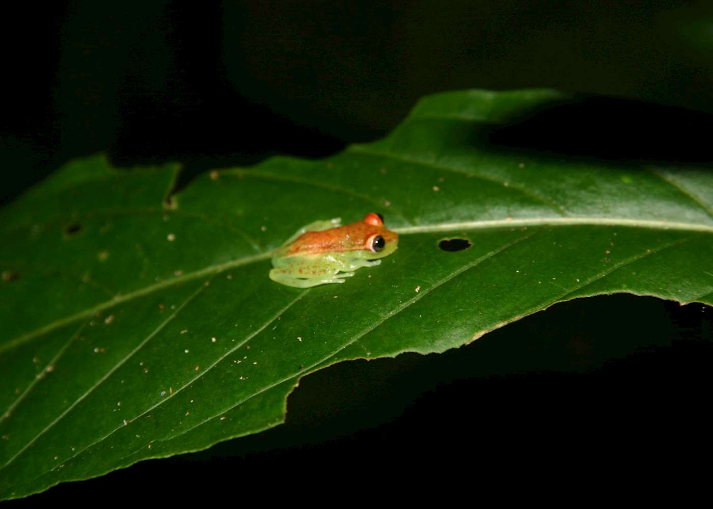 Amazon Excursions, Ecuador | Audley Travel UK