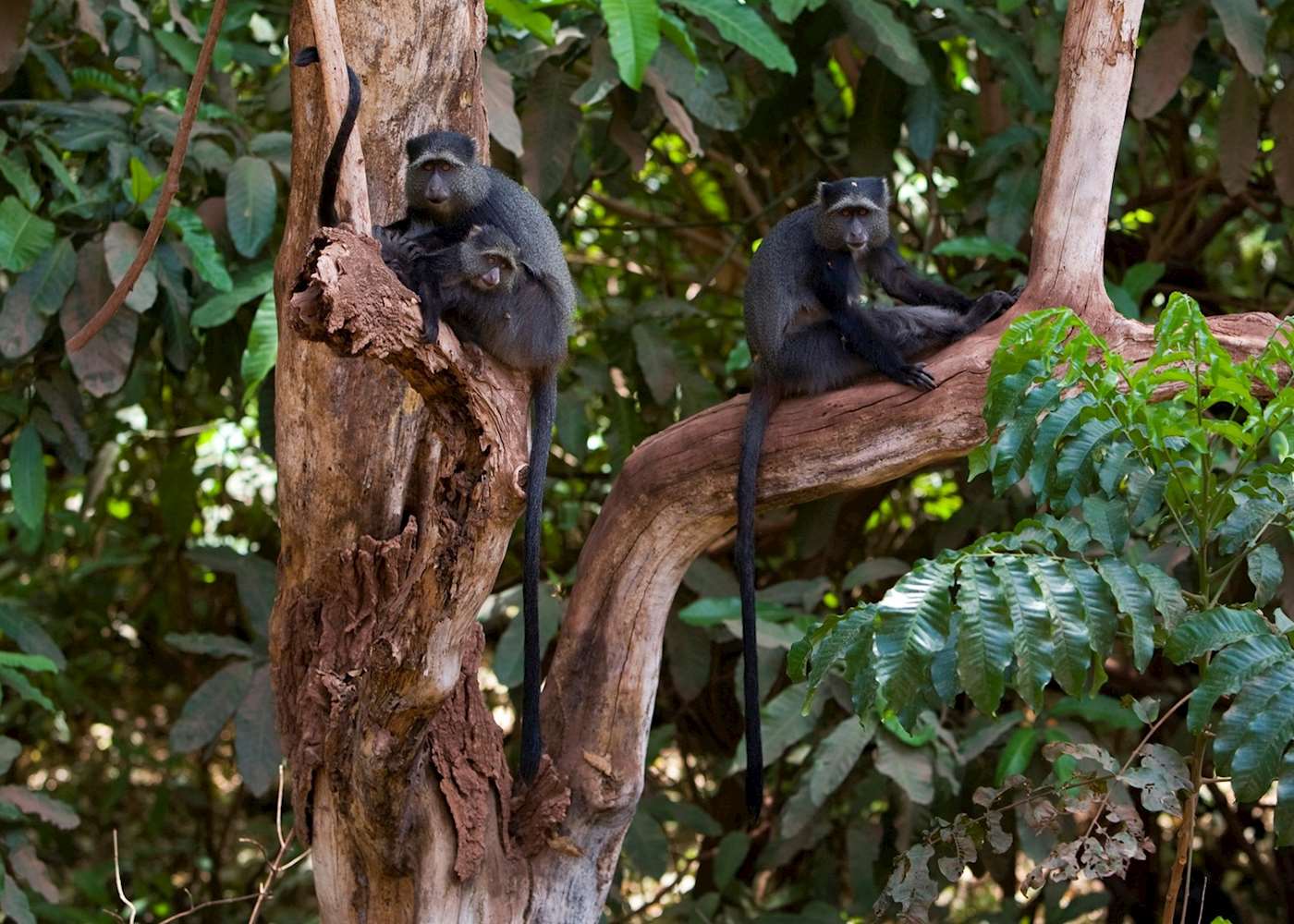 Visit Lake Manyara National Park in Tanzania | Audley Travel US