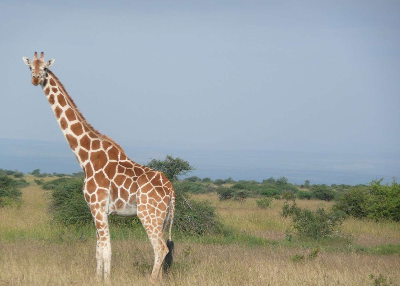 Loisaba Wilderness Conservancy, Kenya | Audley Travel UK