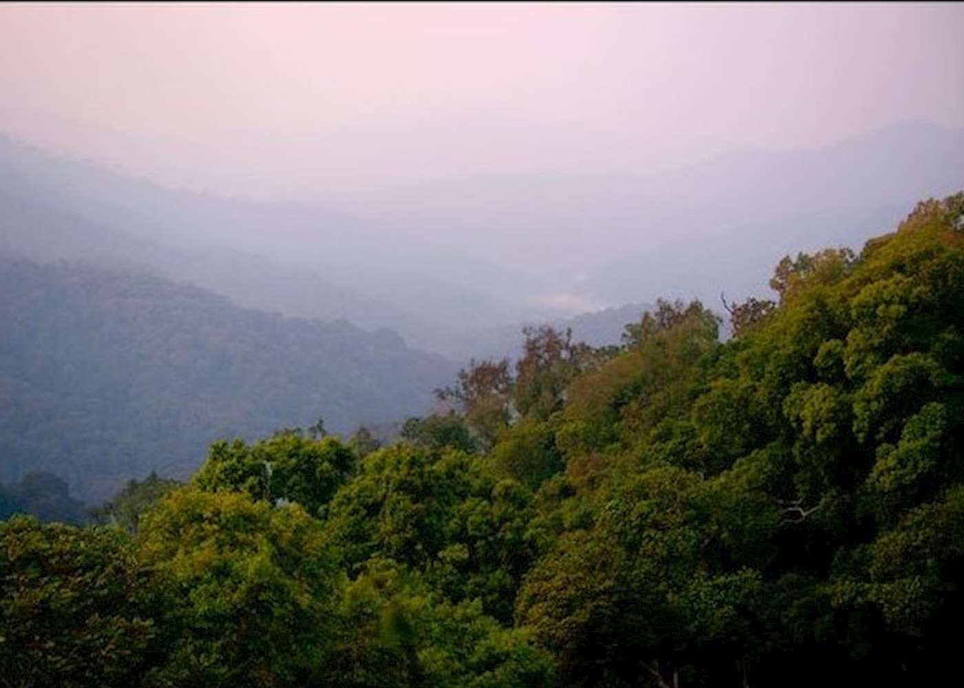 Visit Nyungwe Forest, Rwanda | Tailor-made Trips | Audley Travel UK