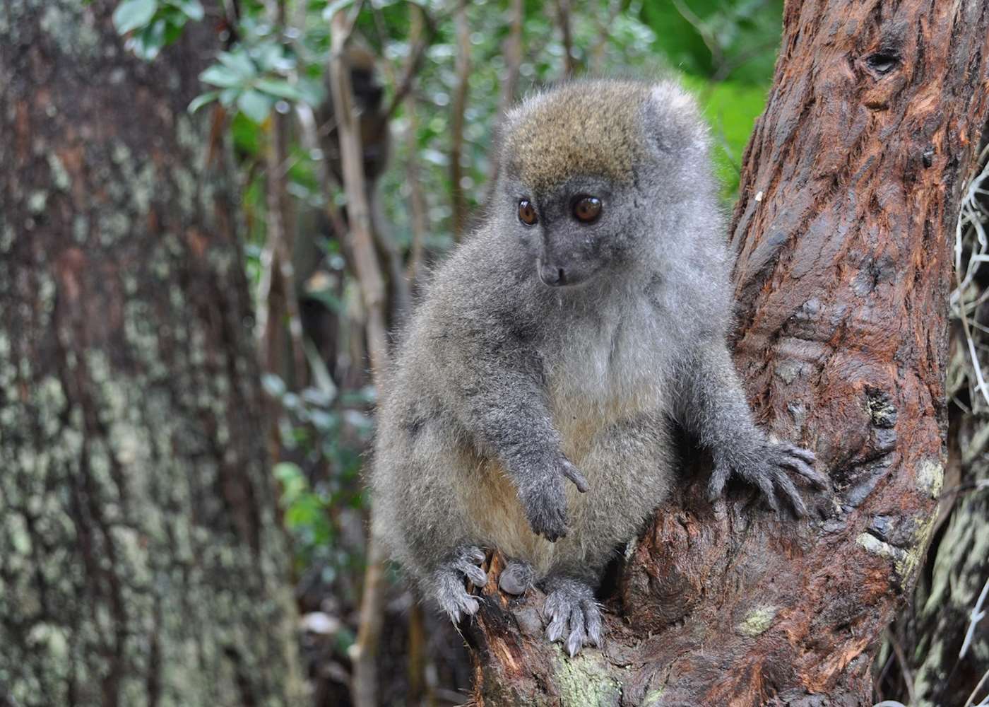Indri Walk, Madagascar | Audley Travel US