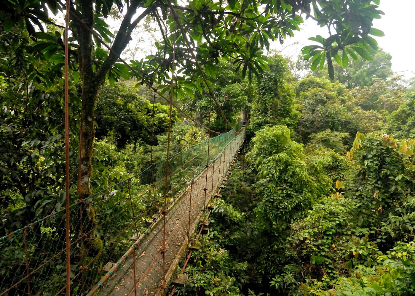 Visit Danum Valley | Tailor-Made Danum Valley Trips | Audley Travel UK