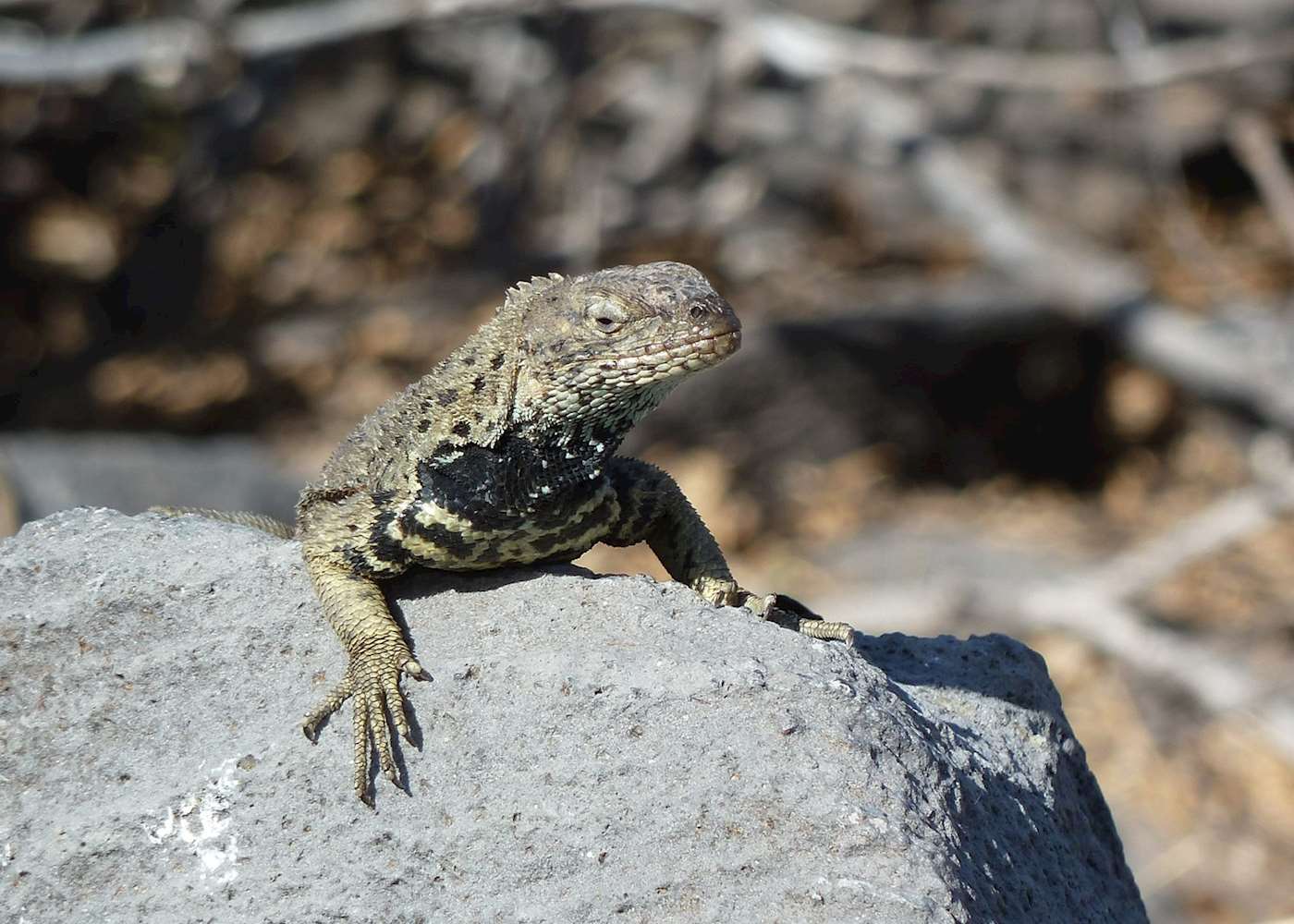 Visit The Galapagos Islands on a trip to Ecuador | Audley Travel CA