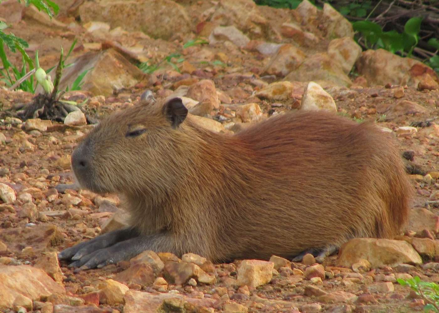 Visit Pousada Rio Mutum on a trip to Brazil | Audley Travel UK