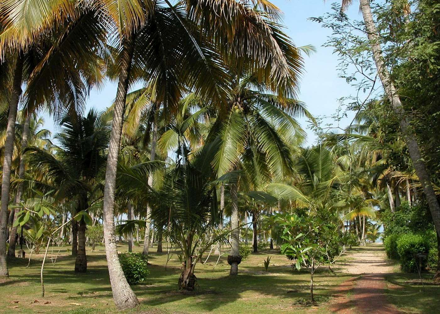 Marari Beach Resort | Hotels in Mararikulam | Audley Travel UK