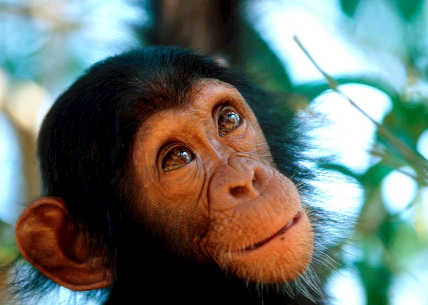 Visit Kibale Forest National Park, Uganda | Audley Travel