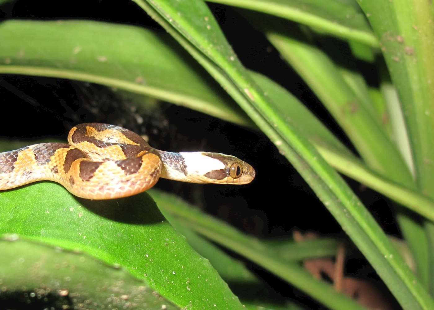 Visit The Southern Amazon on a trip to Peru | Audley Travel US