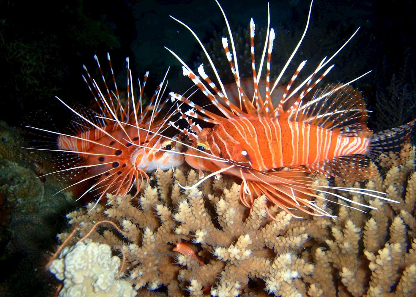 Diving in Pemba, Zanzibar Archipelago | Audley Travel UK