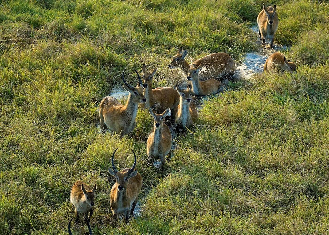 Visit The Kafue National Park in Zambia | Audley Travel UK