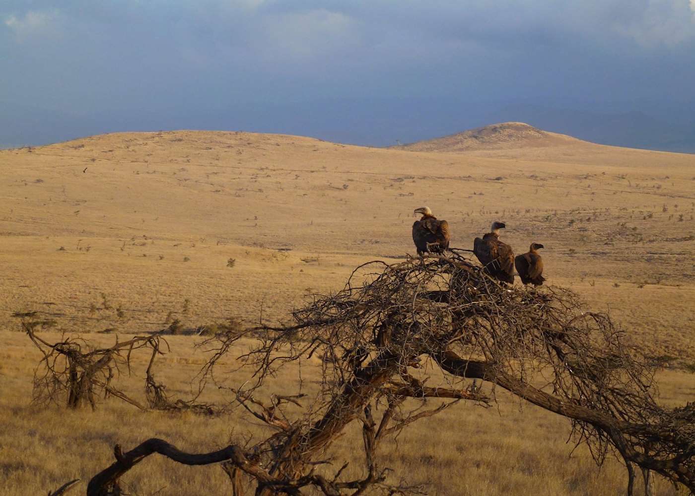 Lewa Wilderness Conservancy | Tailor-Made Vacations | Audley Travel US