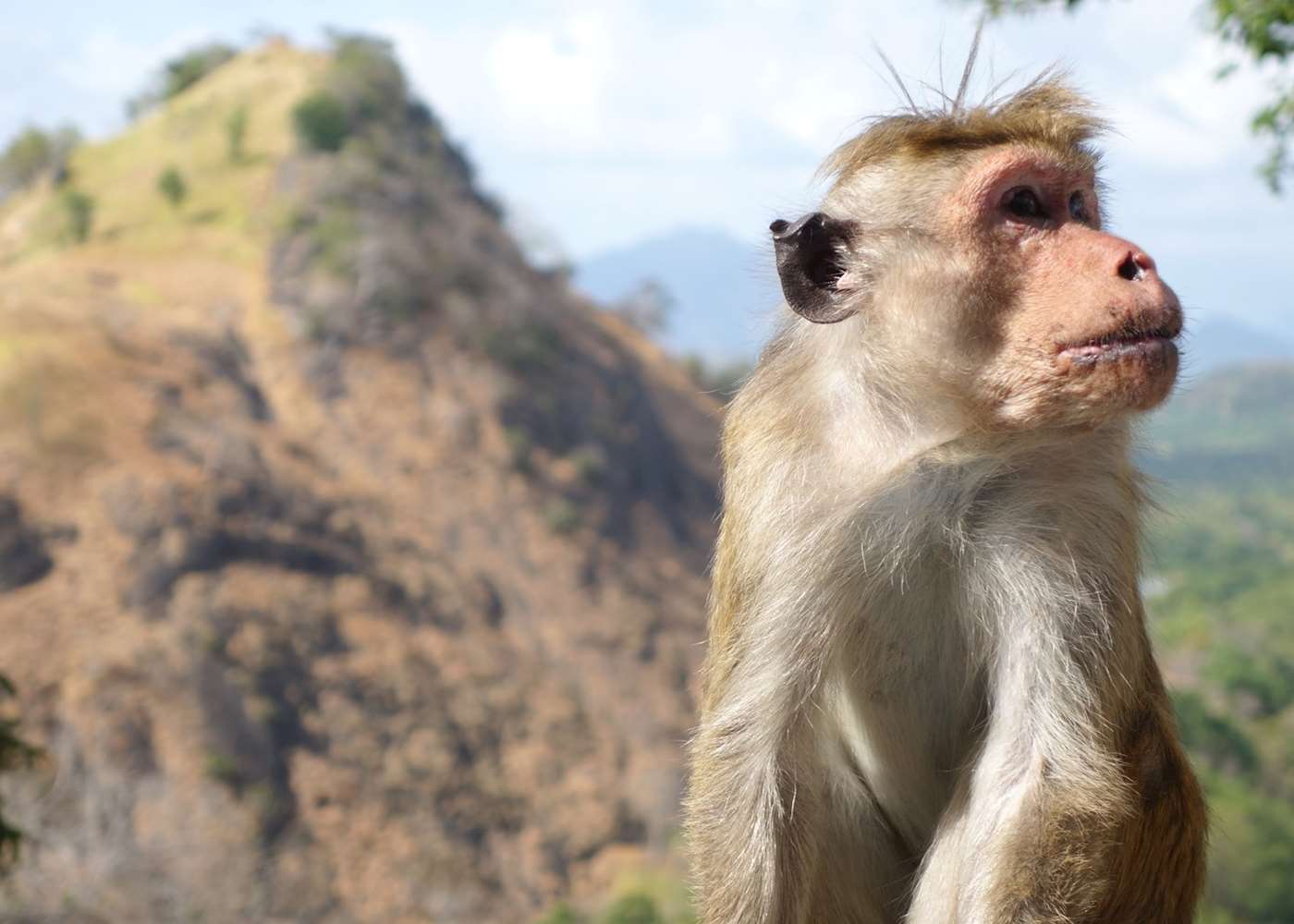 Visit Dambulla on a trip to Sri Lanka | Audley Travel US