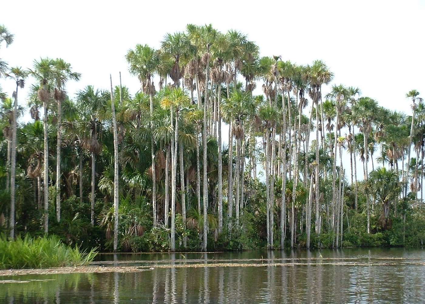 Visit The Southern Amazon, Peru Default Theme | Audley Travel US