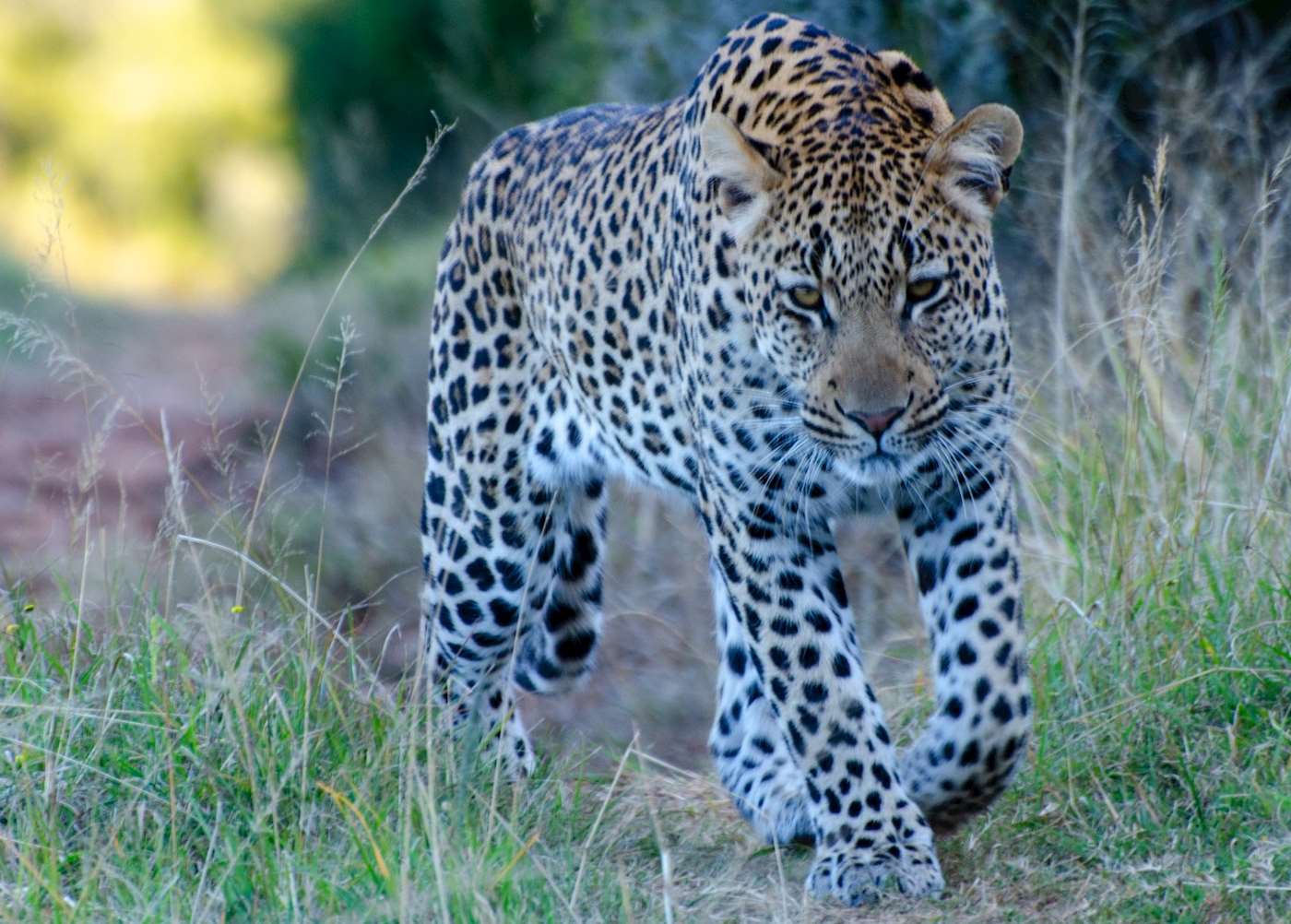 Visit The Eastern Cape Game Areas, South Africa | Audley Travel