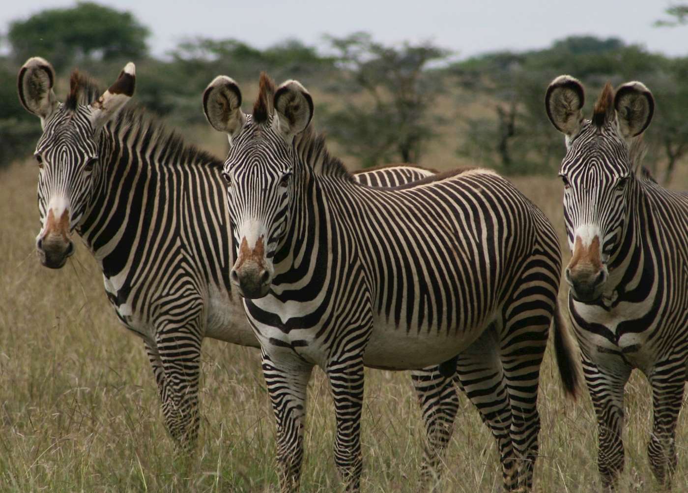 Visit Sosian Lodge, Kenya | Tailor-made Trips | Audley Travel UK