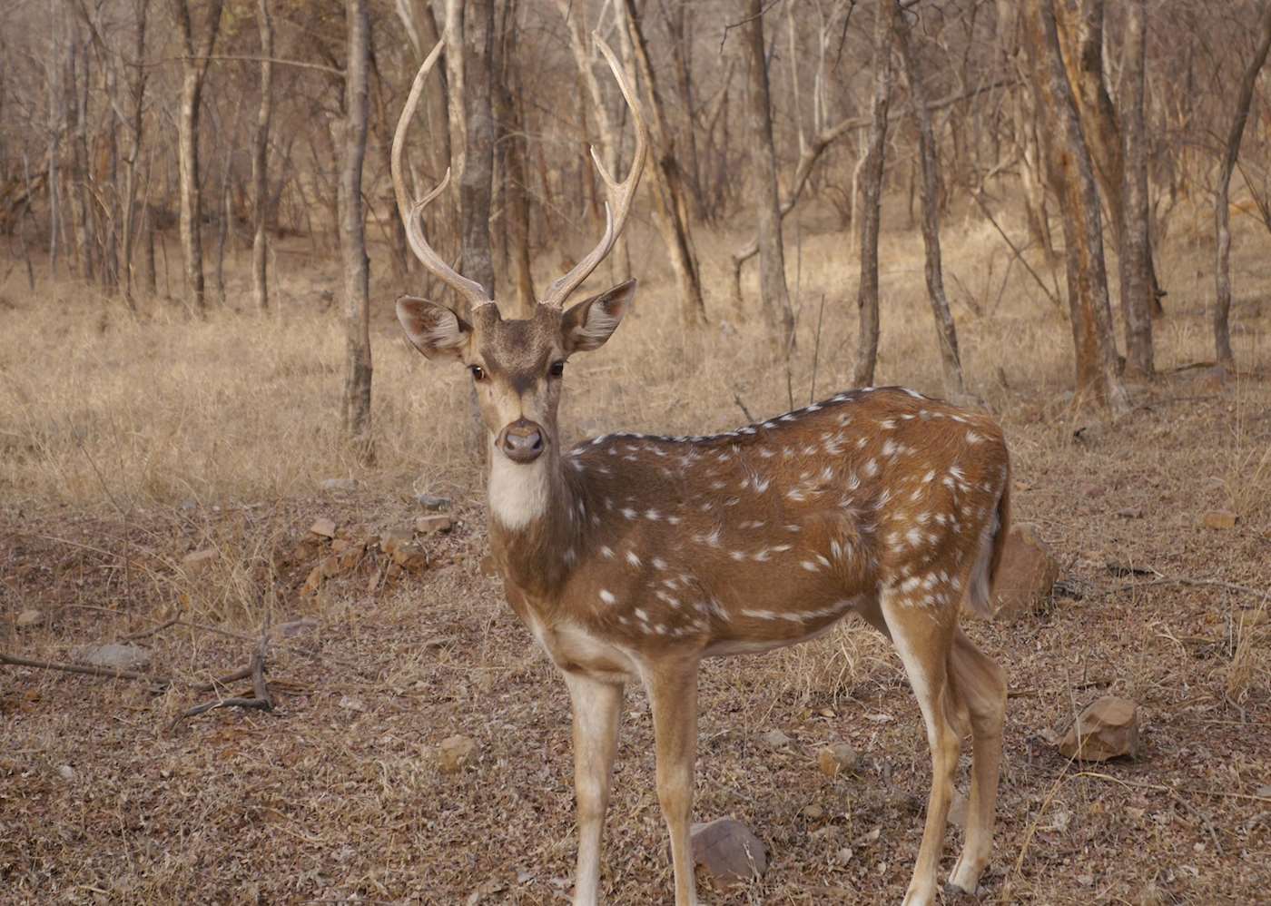 Visit Ranthambhore National Park, India | Audley Travel UK