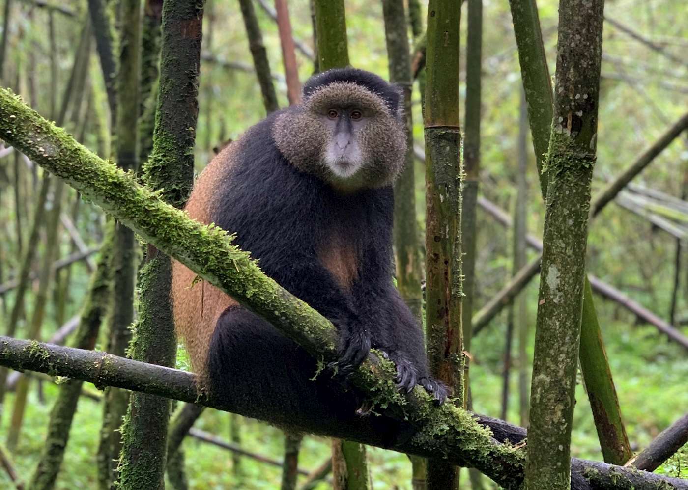 Golden Monkey Tracking, Rwanda | Audley Travel UK