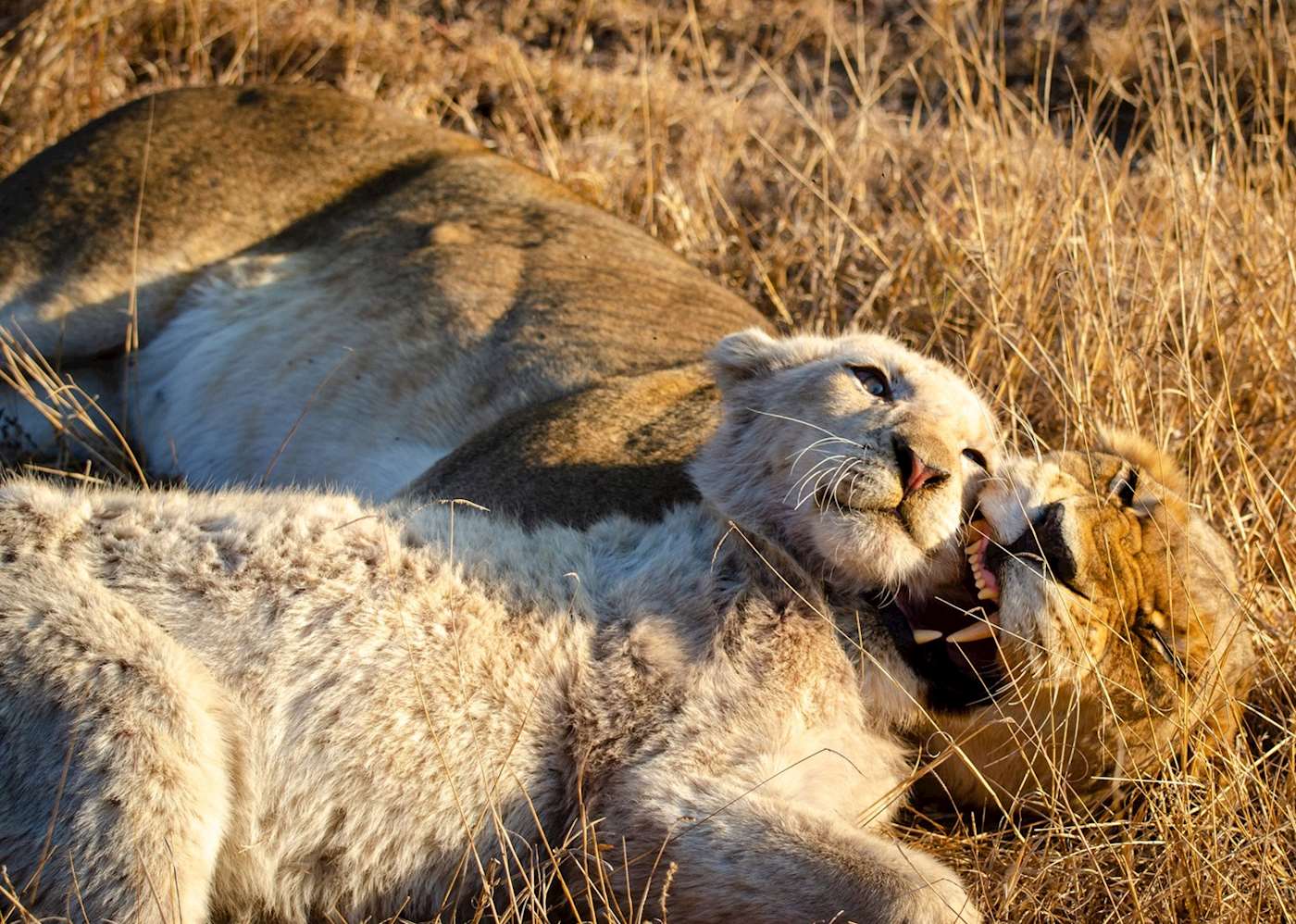 Visit Timbavati Game Reserve, South Africa | Audley Travel US