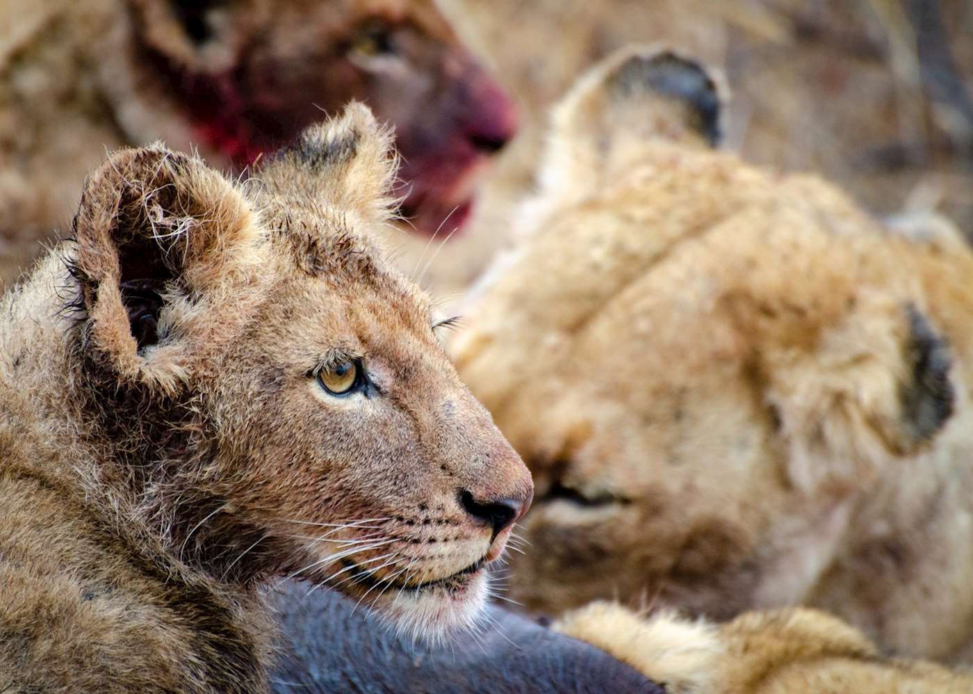 Visit Timbavati Game Reserve, South Africa | Audley Travel UK