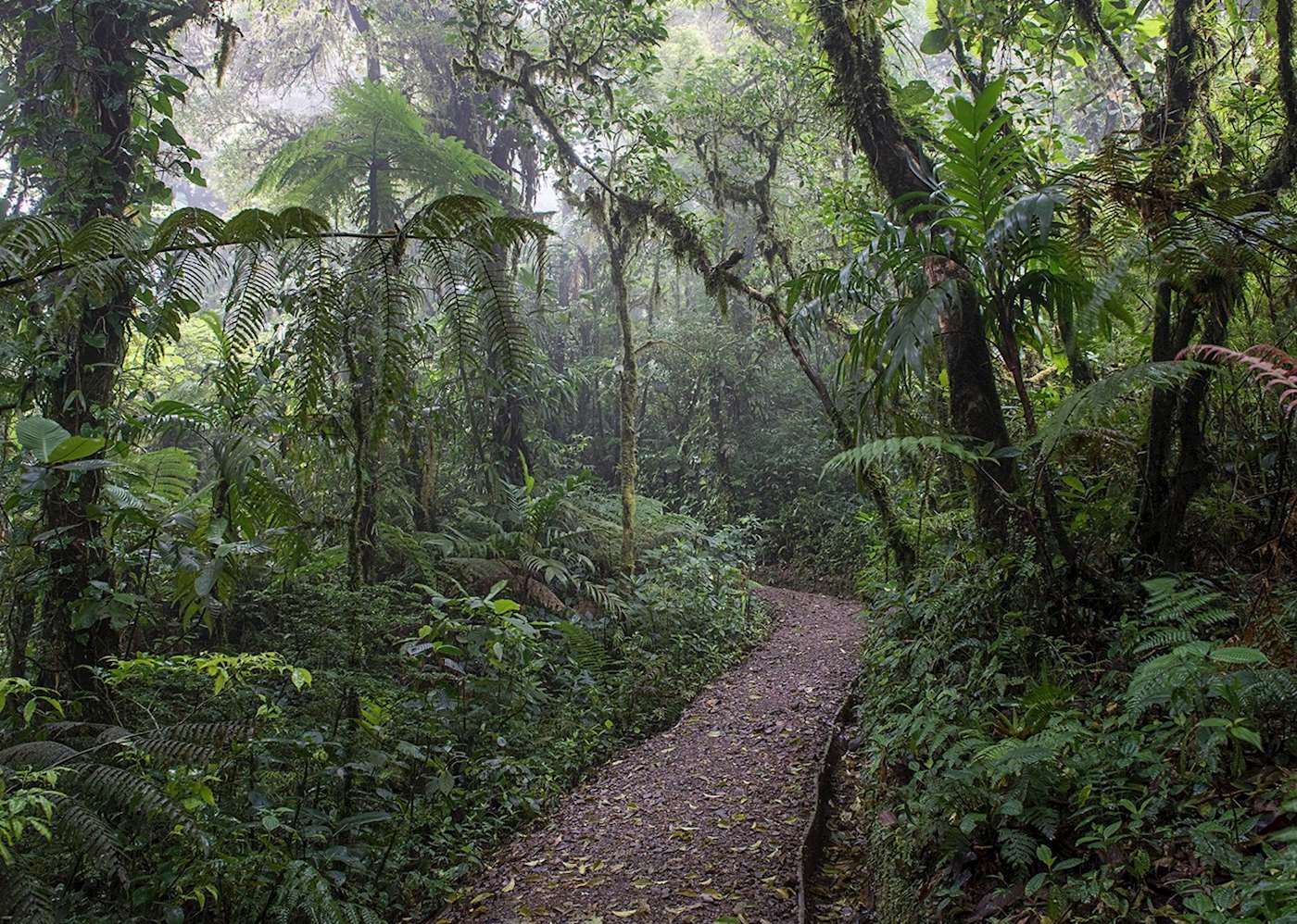 Monteverde Lodge & Gardens | Audley Travel UK