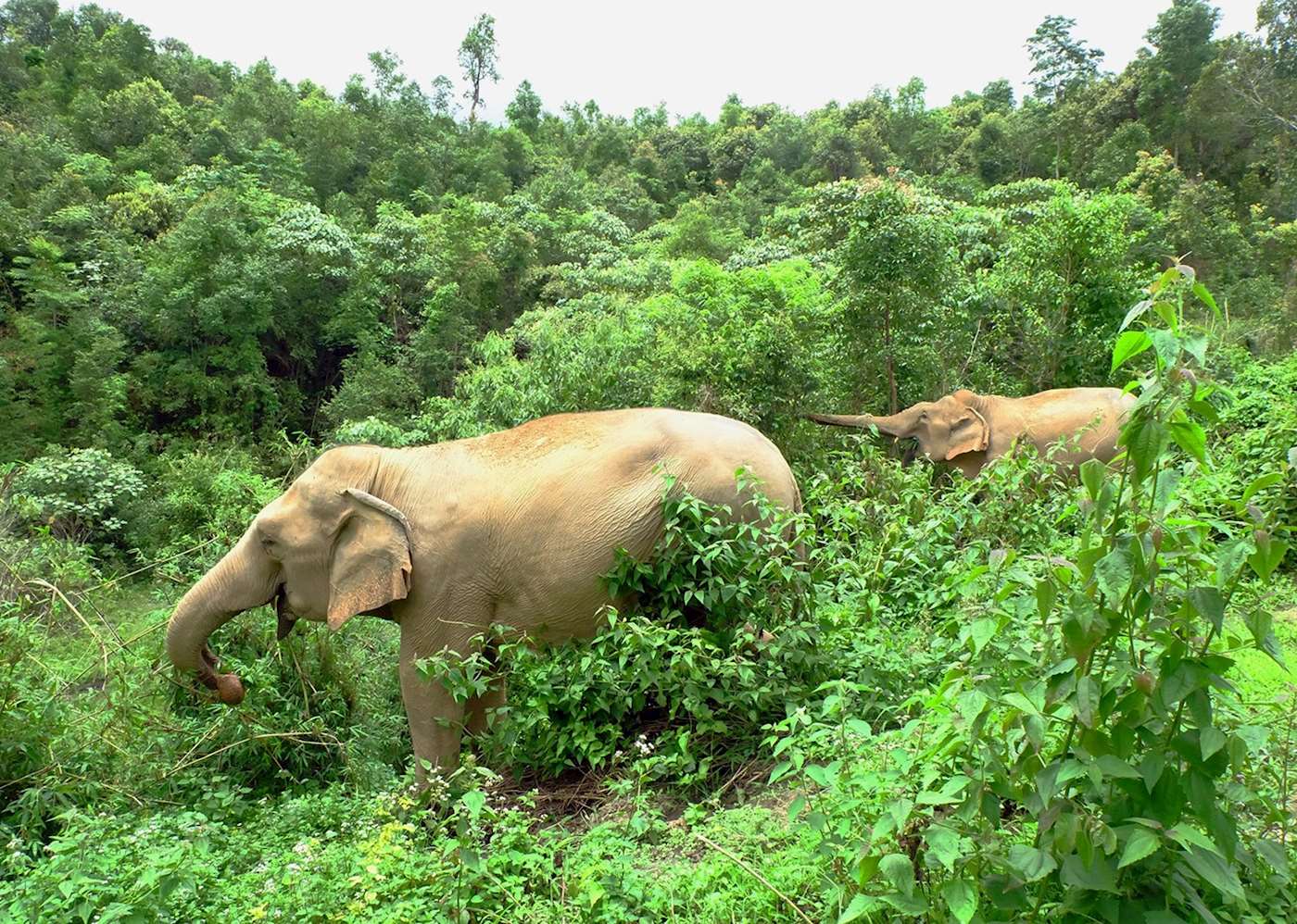 Elephant experience near Chiang Mai | Audley Travel UK