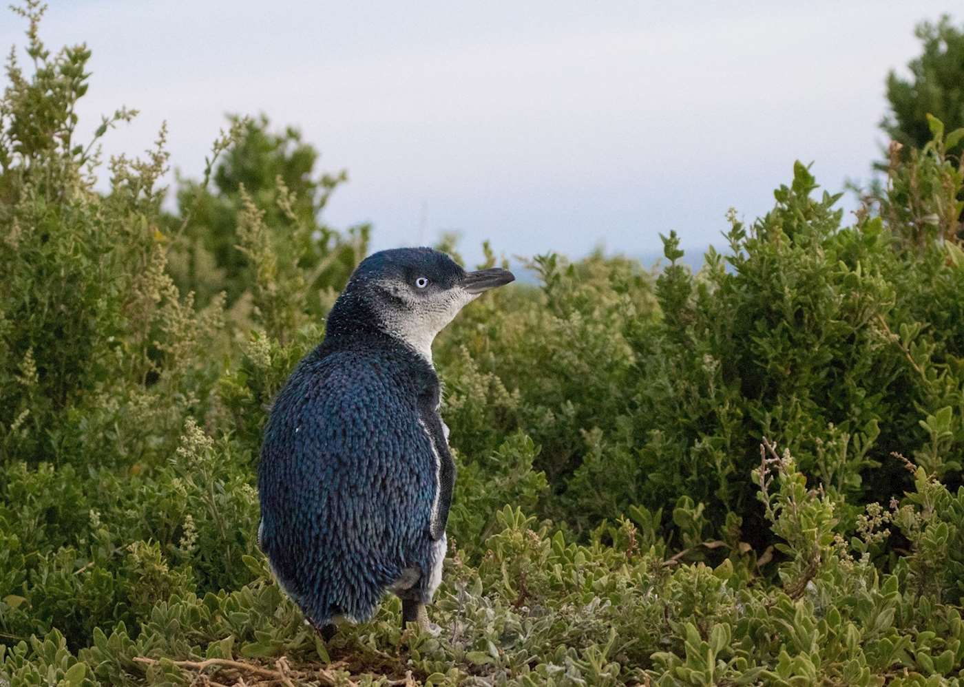 Visit Phillip Island on a trip to Australia | Audley Travel CA