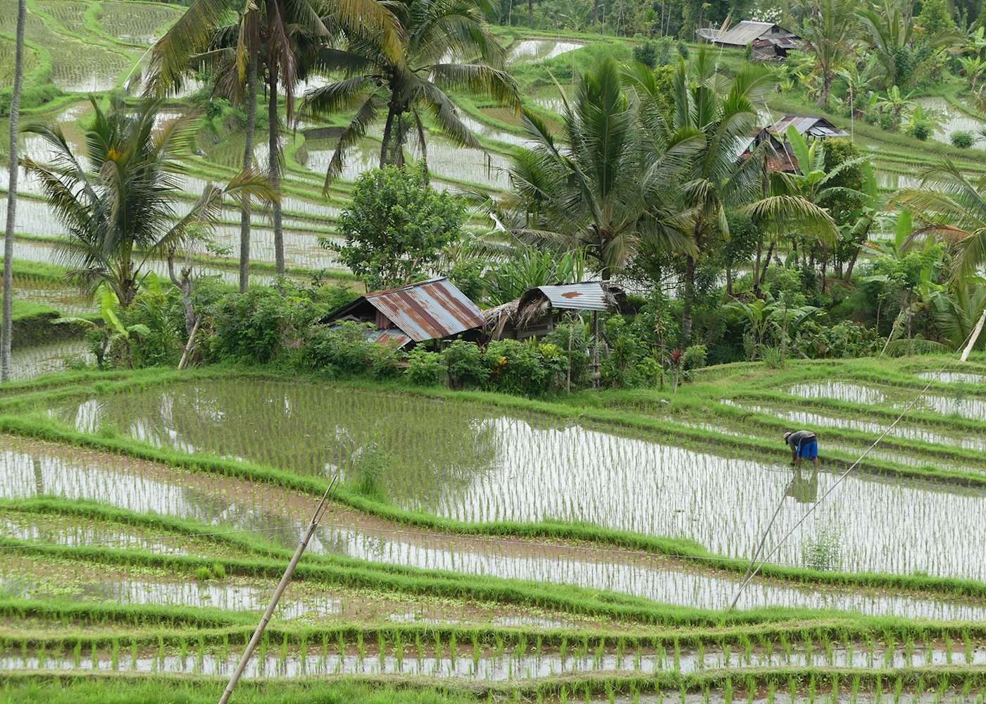 Visit Munduk, Indonesia | Tailor-Made Munduk Trips | Audley Travel CA