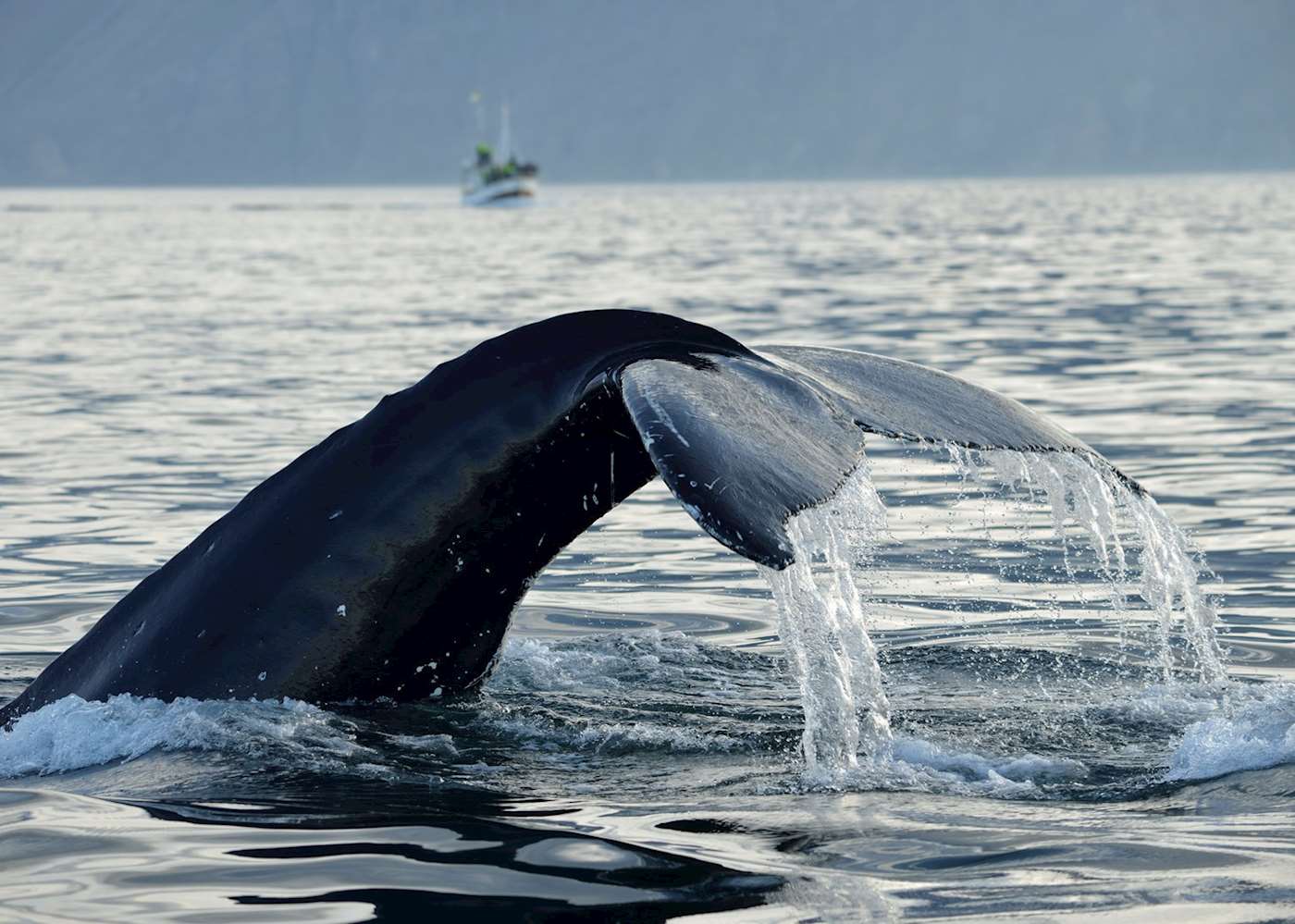Hauganes whale watching & sea angling | Audley Travel US