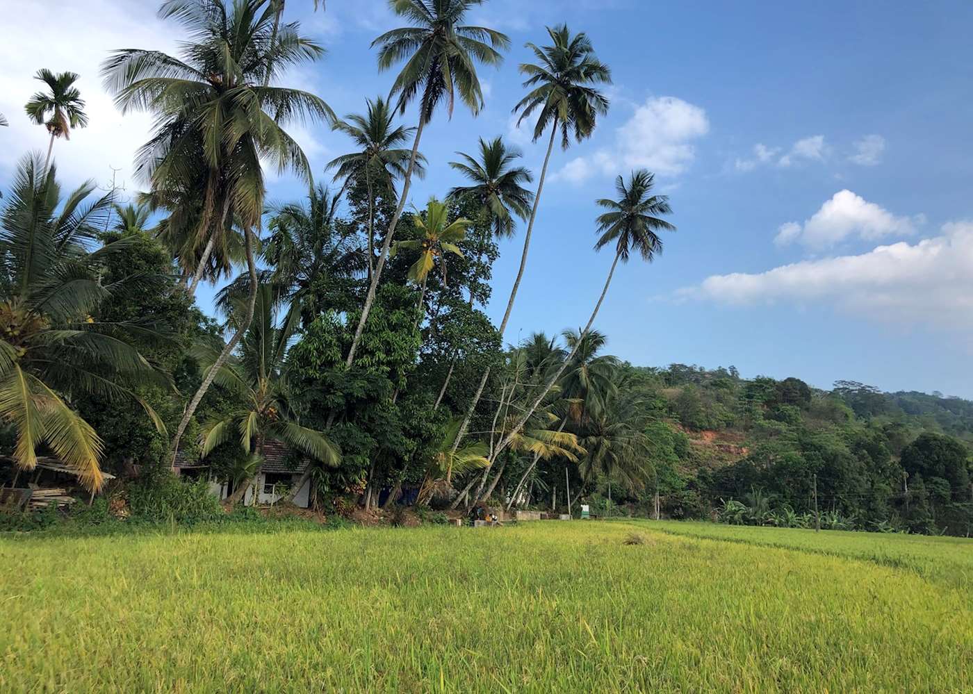 Ellerton | Hotels in Kandy | Audley Travel UK