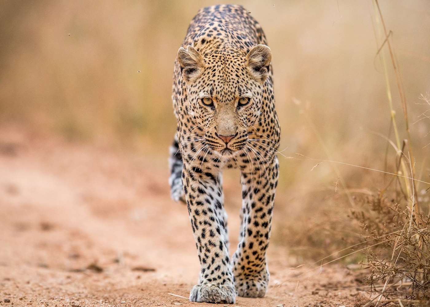 Kruger National Park, South Africa | Tailor-made Vacations | Audley ...