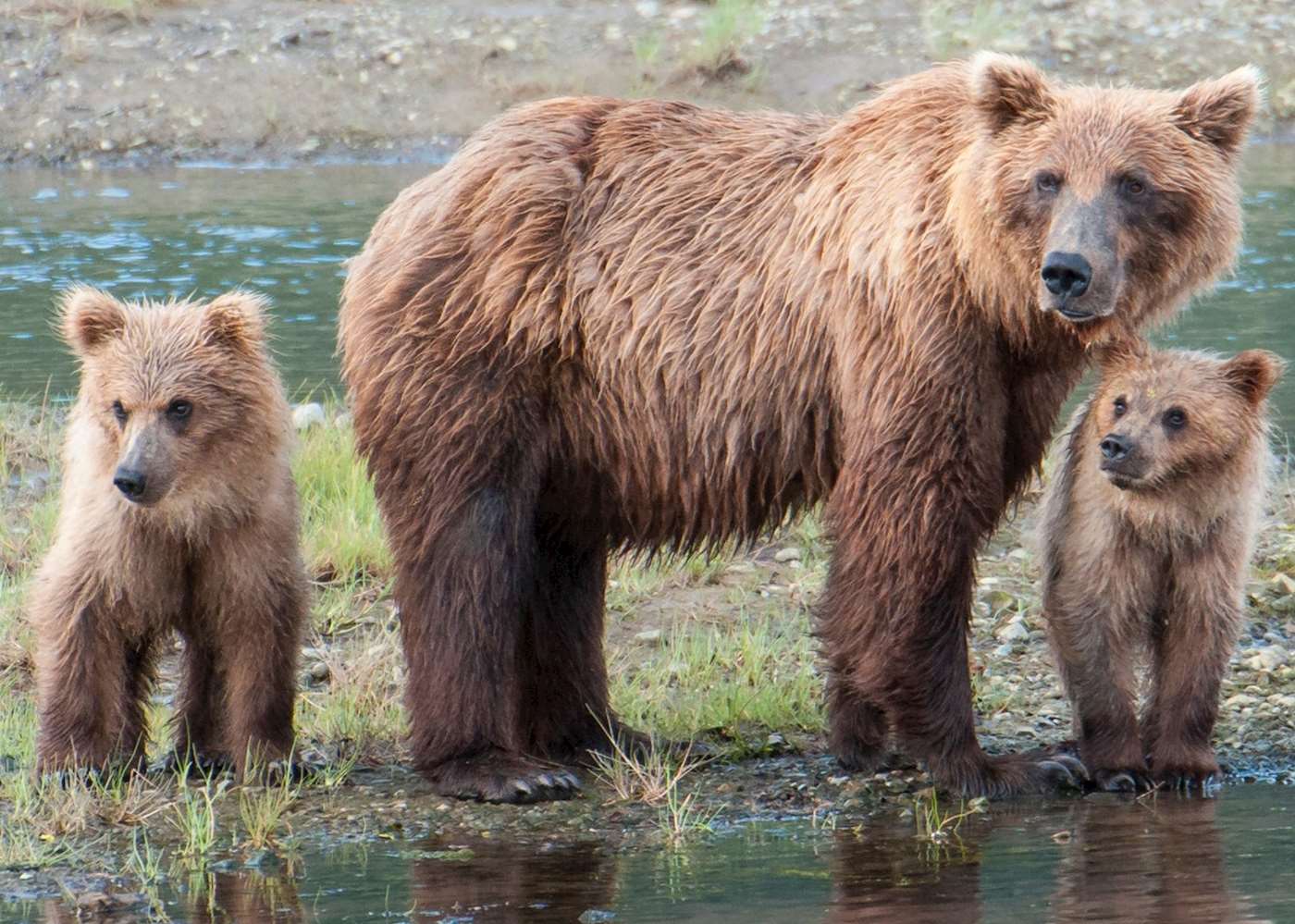 Natural Habitat's Alaska Bear Camp | Audley Travel US