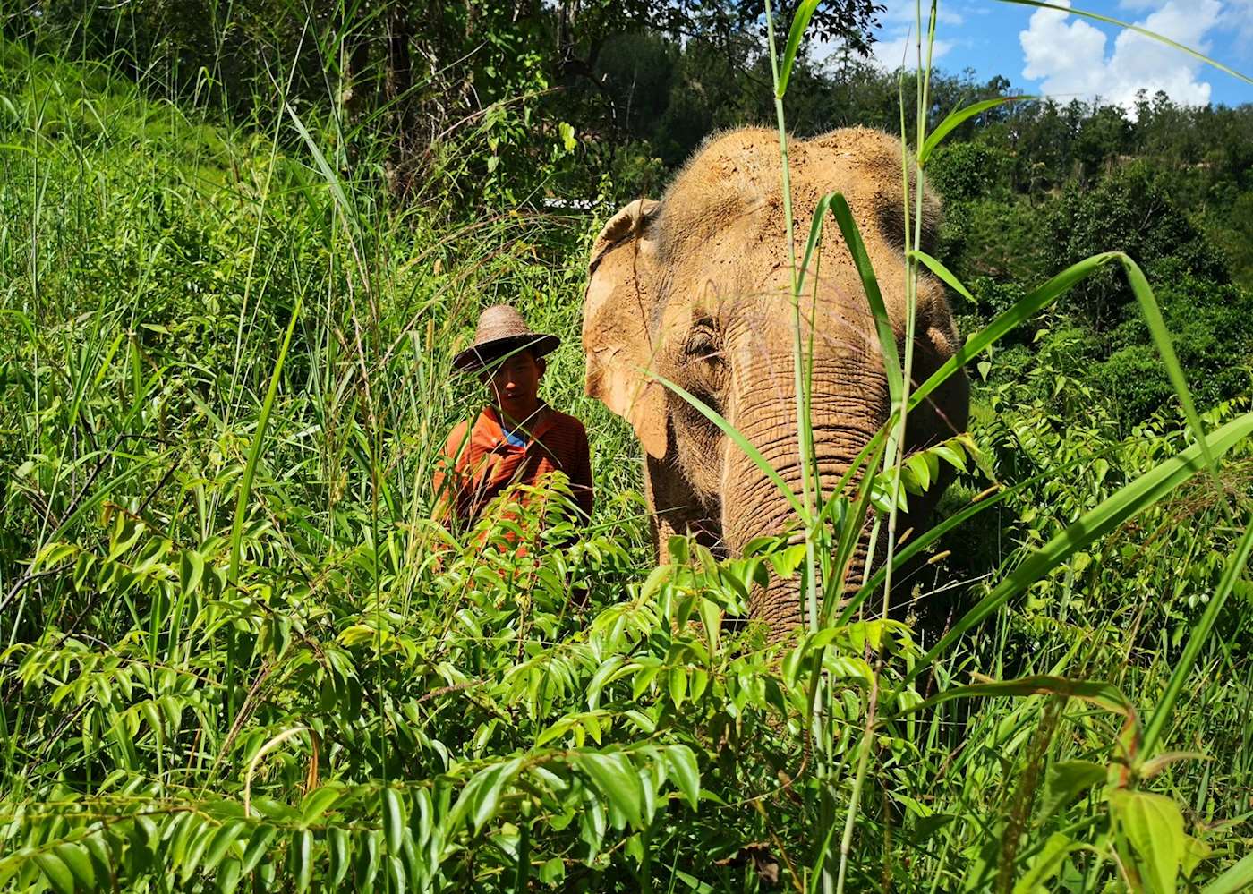 Elephant experience near Chiang Mai | Audley Travel US
