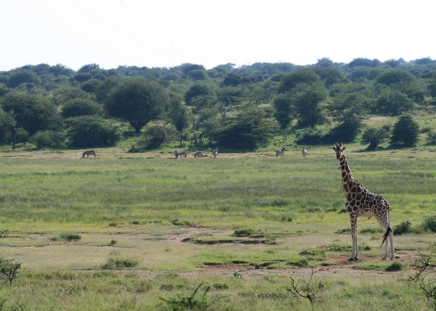 Visit Sosian Lodge, Kenya | Tailor-made Trips | Audley Travel UK