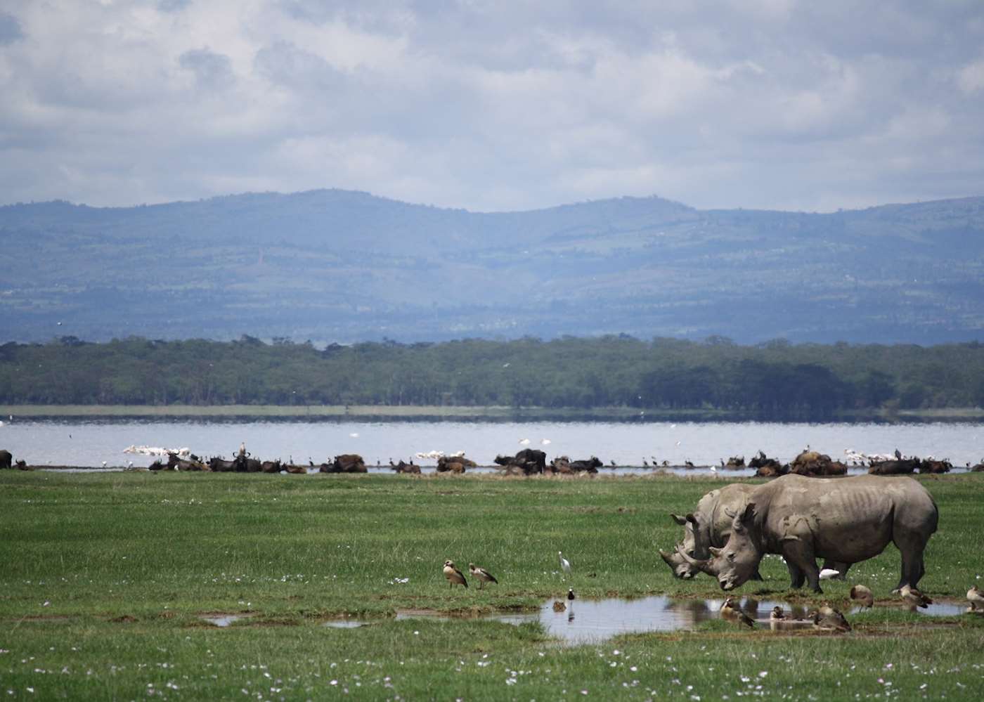 Visit Lake Nakuru, Kenya | Tailor-Made Trips | Audley Travel UK