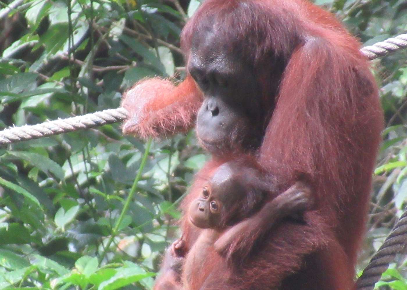 Visit Sepilok, Borneo | Tailor-Made Sepilok Trips | Audley Travel UK