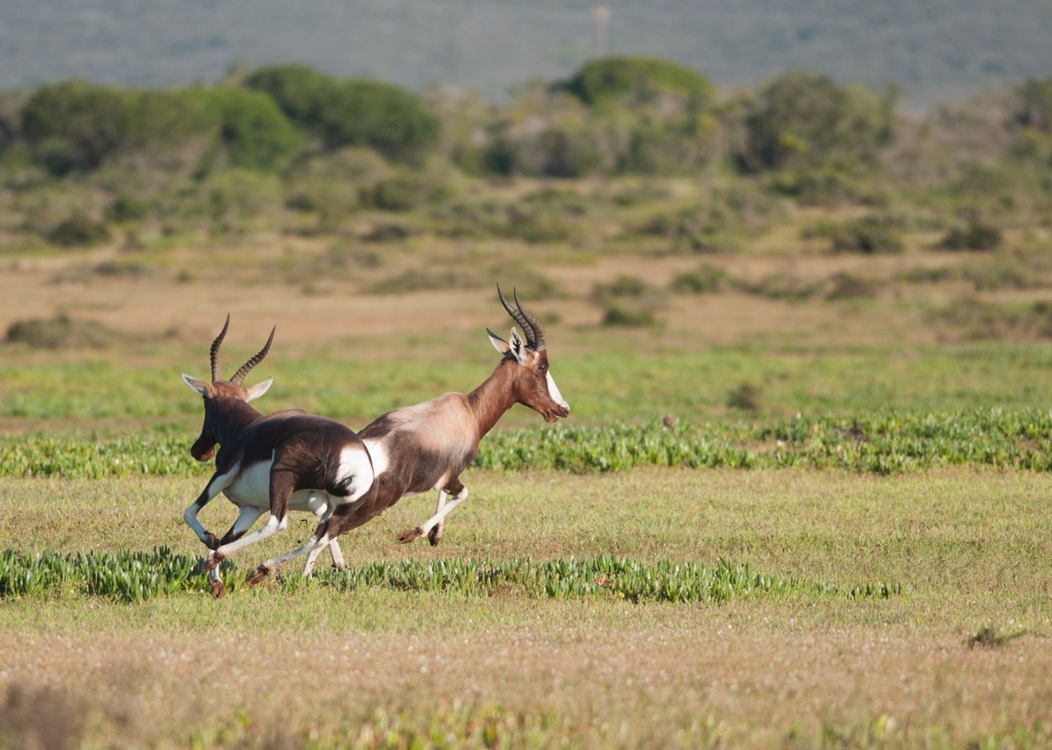 Visit De Hoop Nature Reserve, South Africa | Audley Travel UK