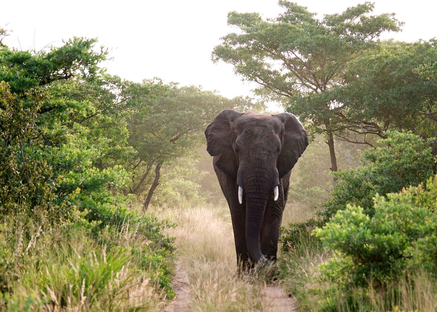 Visit Phinda Private Game Reserve, South Africa | Audley Travel UK