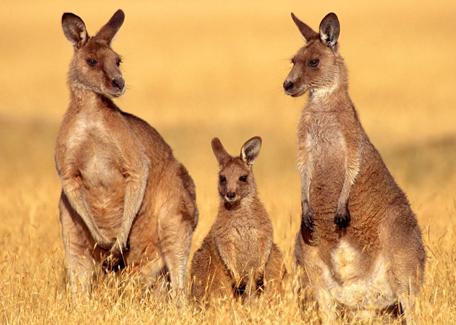 Visit Maria Island National Park, Australia | Audley Travel US