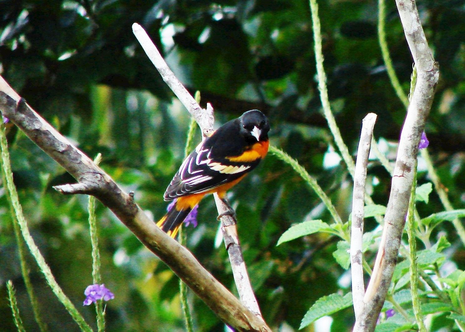 Visit Turrialba on a trip to Costa Rica | Audley Travel UK