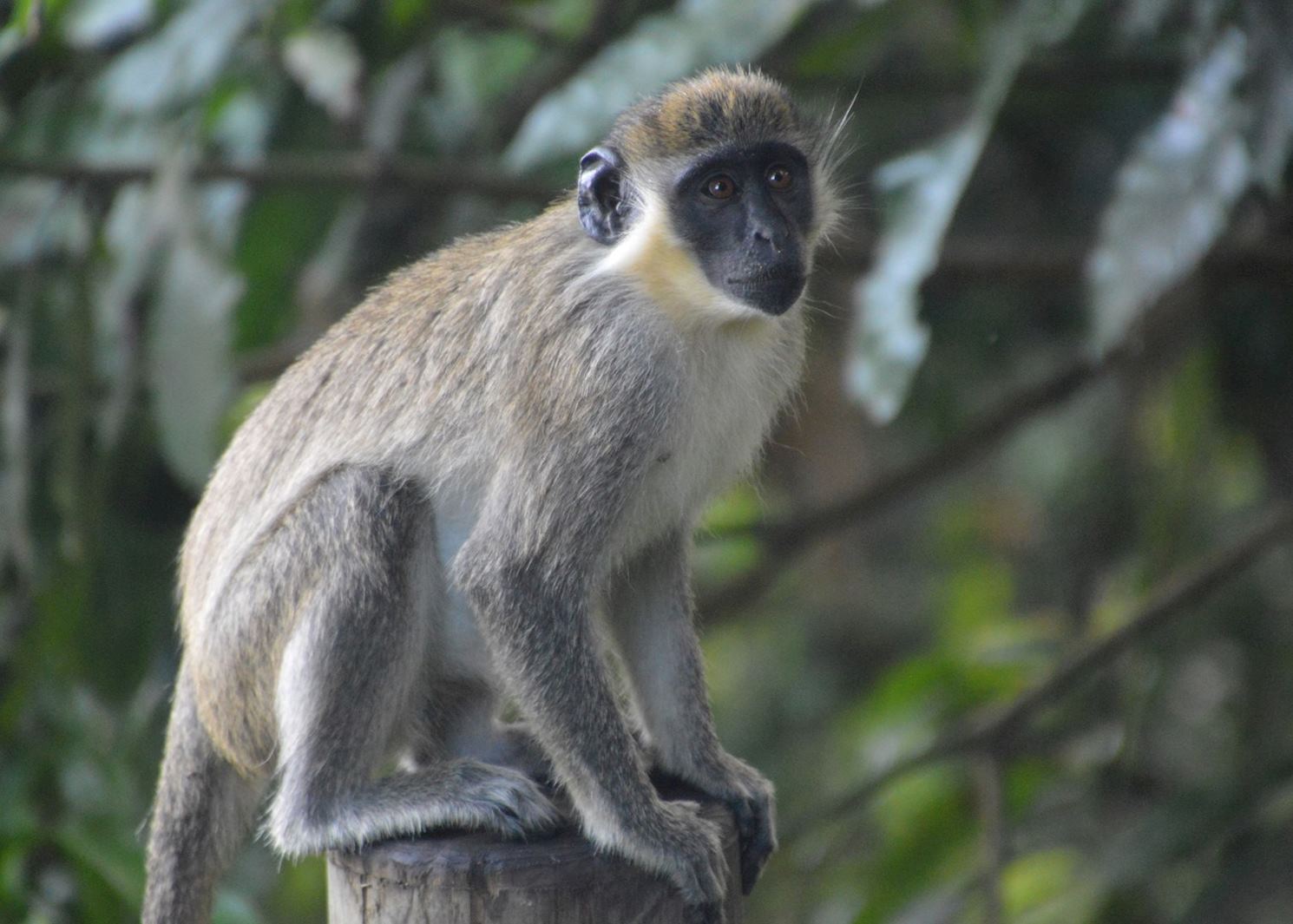 Visit Nevis, Saint Kitts and Nevis Default Theme | Audley Travel UK