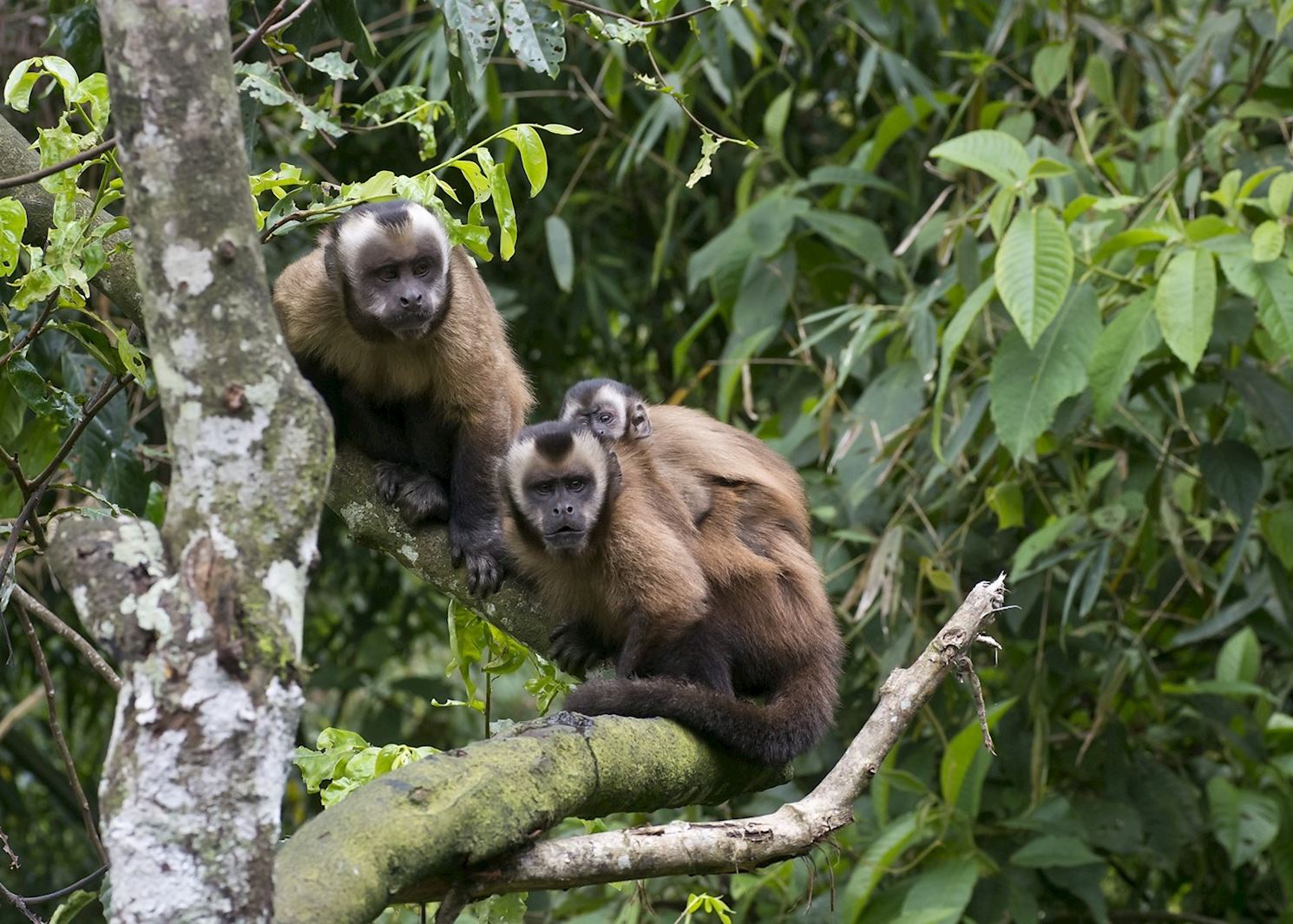 Visit The Southern Amazon on a trip to Peru | Audley Travel UK