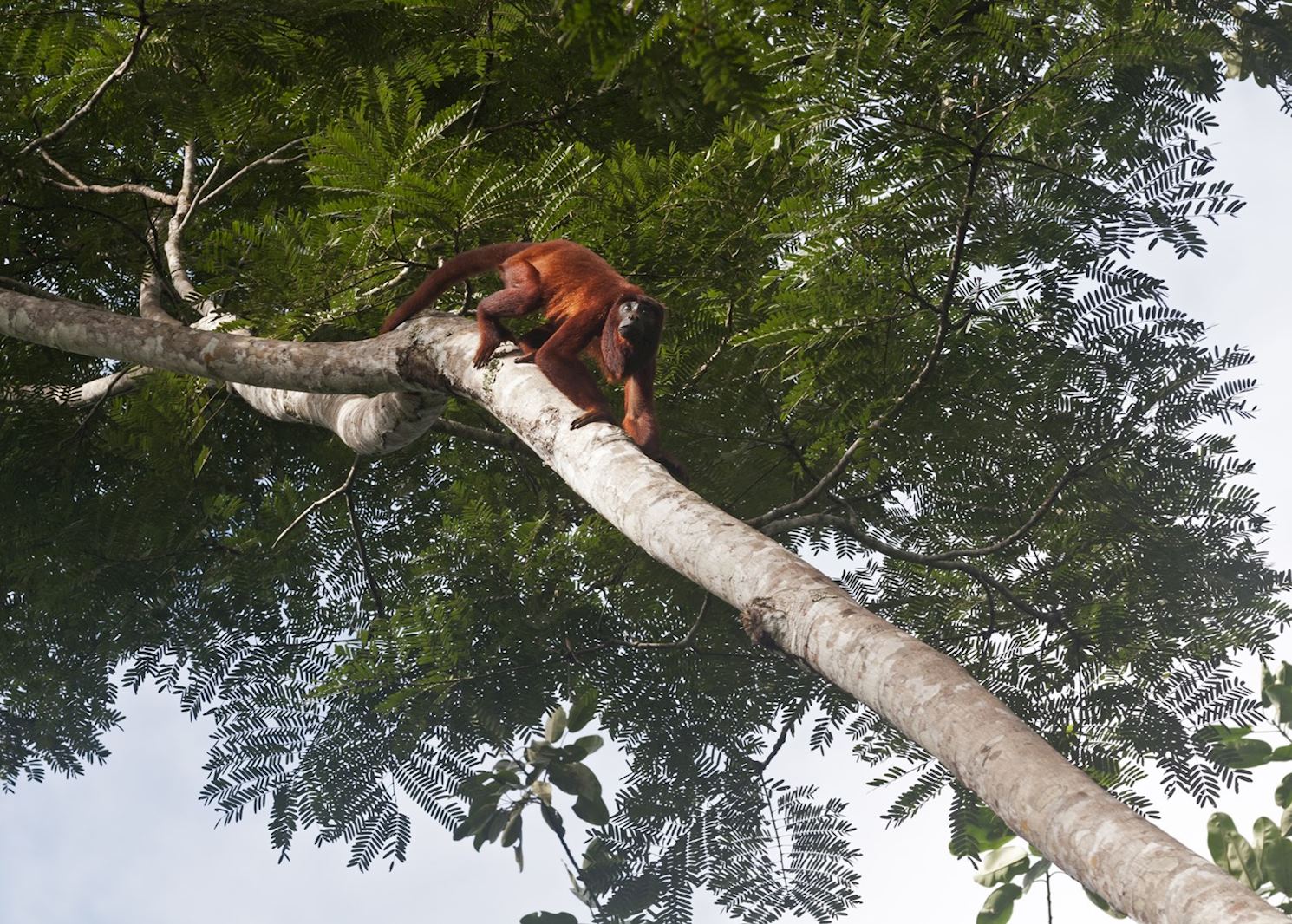 Visit The Southern Amazon on a trip to Peru | Audley Travel