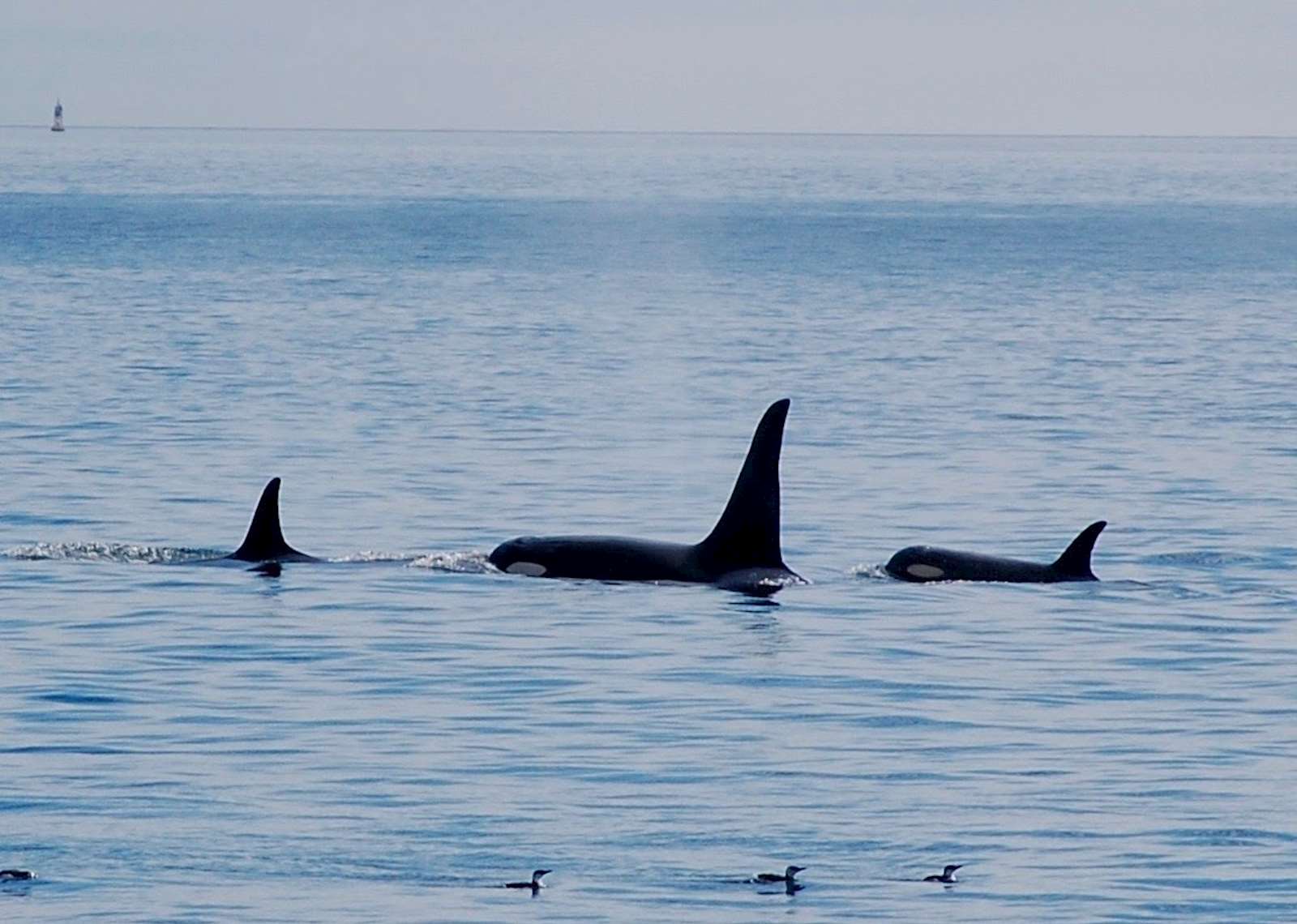 Bears & whales of Vancouver Island | Audley Travel UK