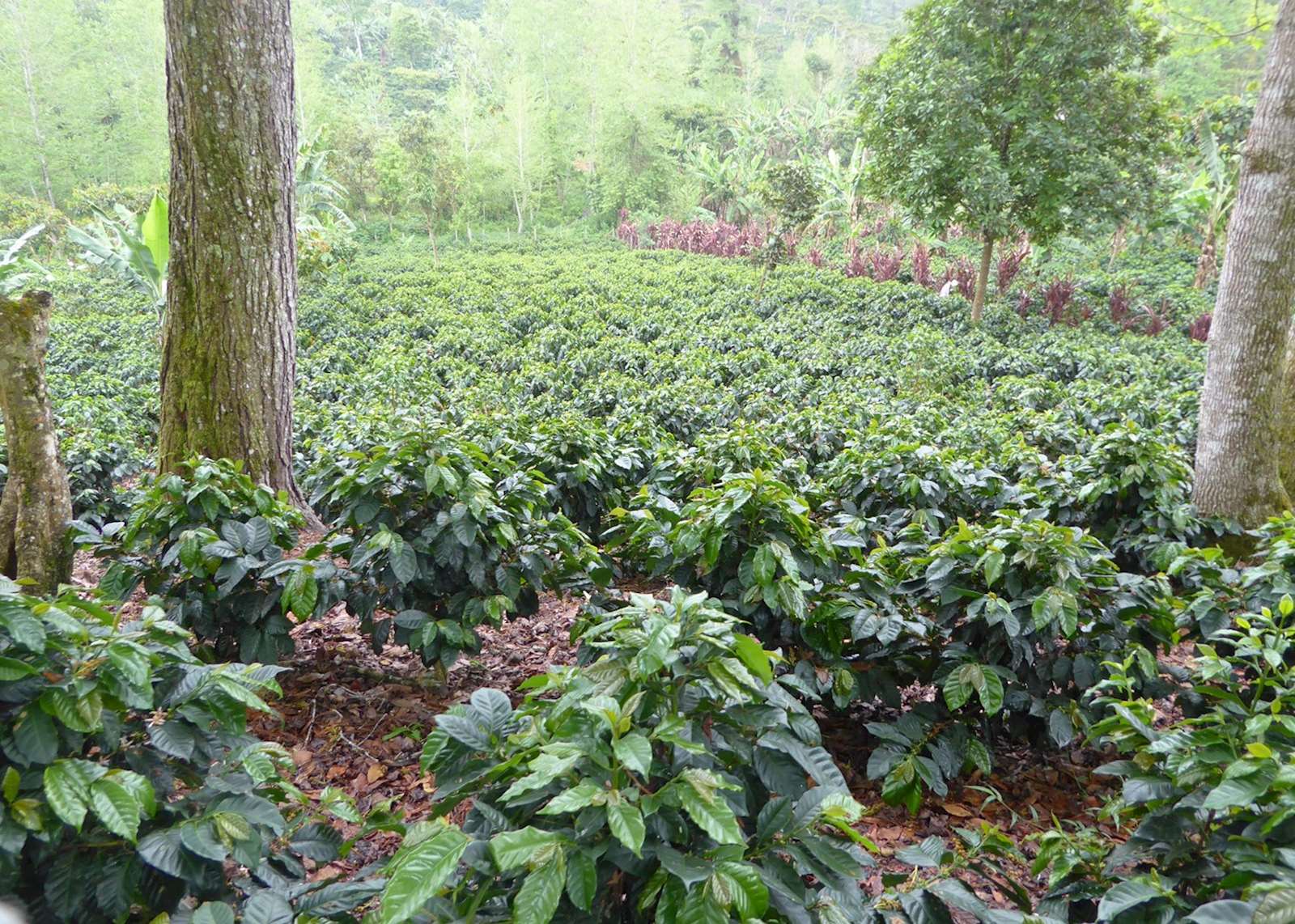 Grand tour of Guatemala | Audley Travel UK