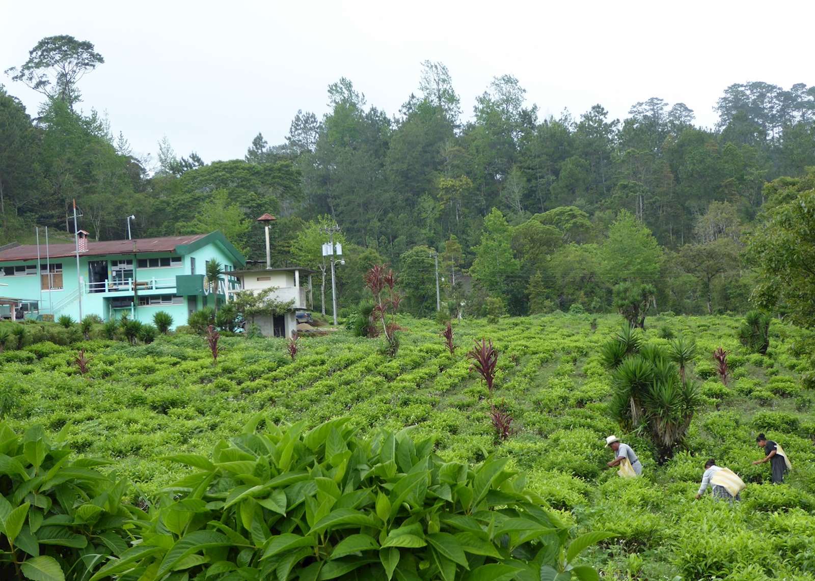 Grand tour of Guatemala | Audley Travel UK