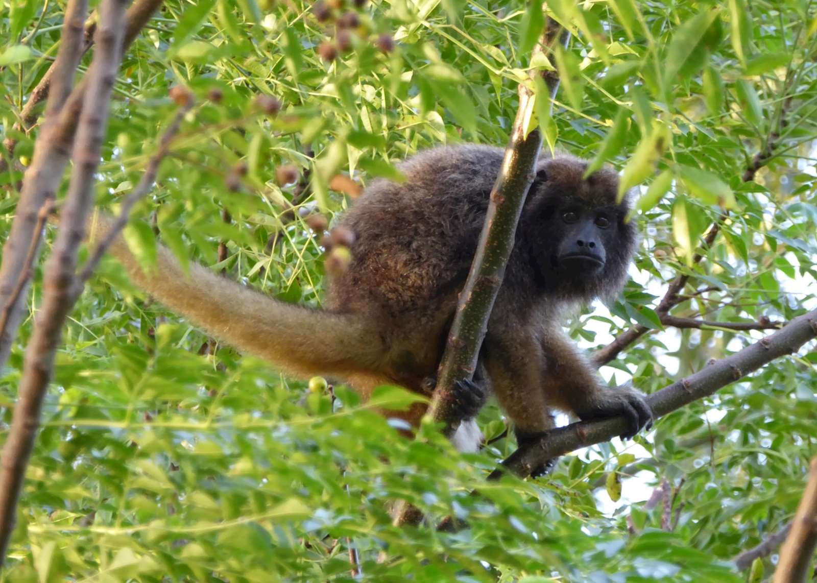 Argentina wildlife itinerary | Audley Travel UK