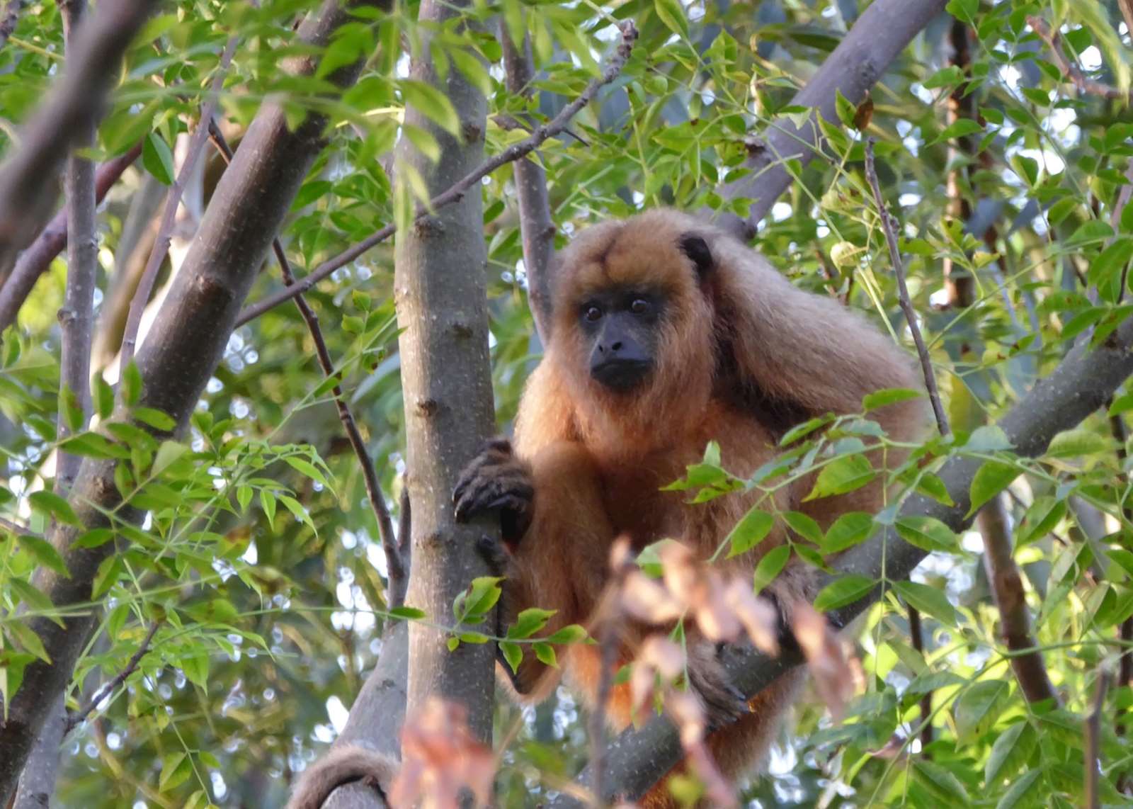 Argentina wildlife itinerary | Audley Travel UK