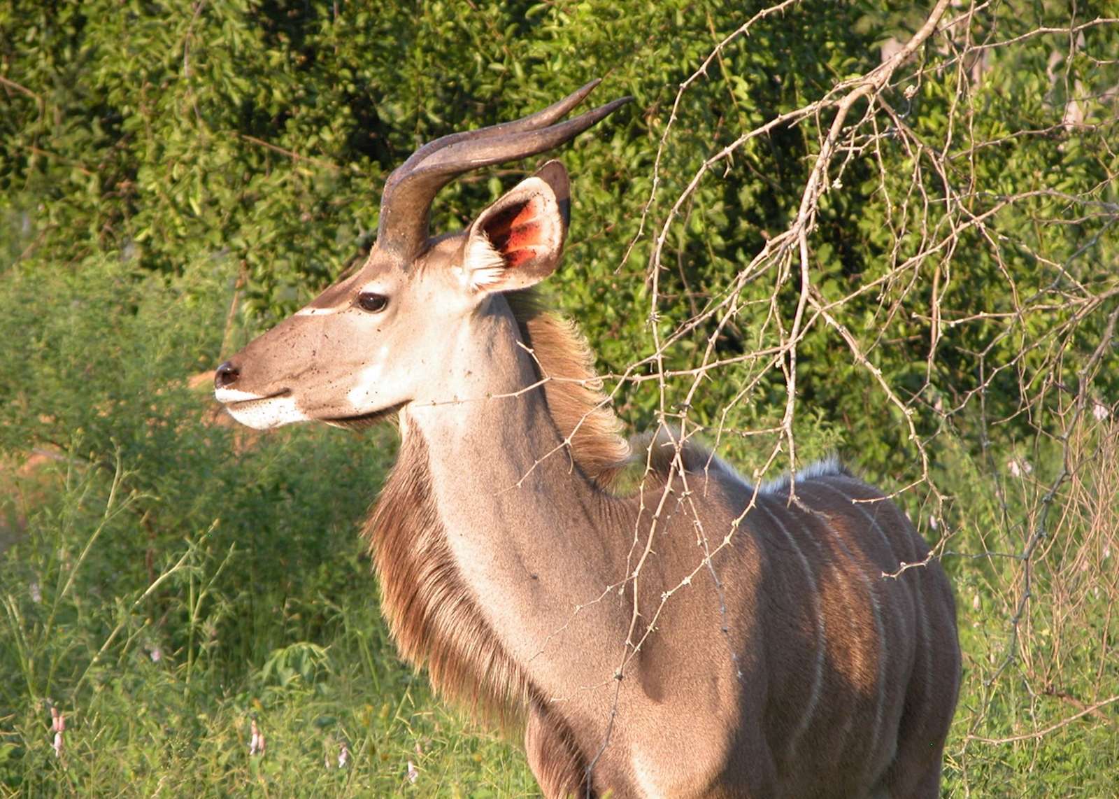 Luxury Kruger safari & Vilanculos beach | Audley Travel US